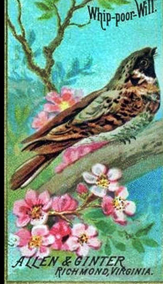 Whippoorwills. Image credit… | by RLBourton | Medium