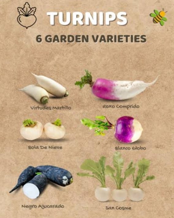 Turnips, a root vegetable, offer numerous health benefits due to their ...