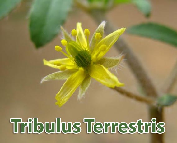 The Benefits of Taking Tribulus Terrestris Extract | by New You Health ...