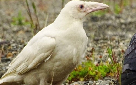 The Raven In White. High up in the mountain’s top to low in… | by ...