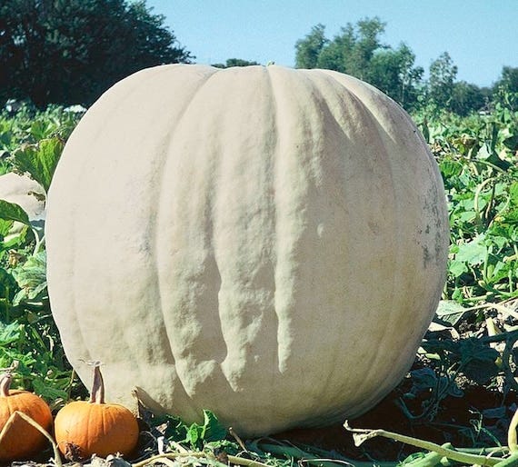 Show Winner White Giant Pumpkin Seeds - Chappy The Gardener - Medium