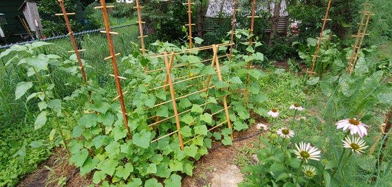 How to Make a Climbing Plant Frame | by Yours-Tim - Ai agents for small ...