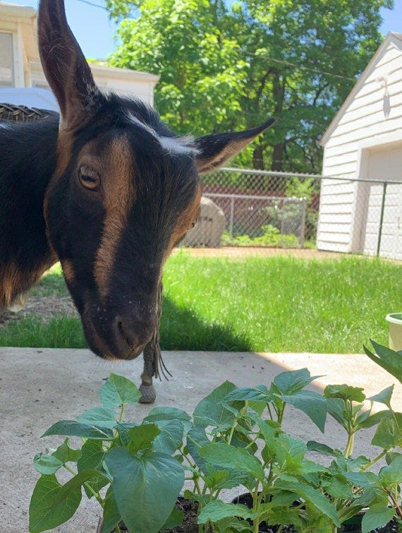 Goat Manure — Natural Organic Garden Fertilizer | by Yours-Tim - Ai ...