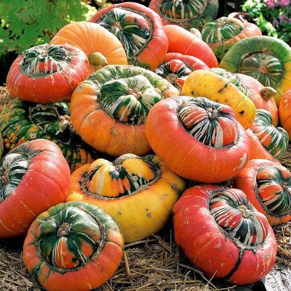 Turk’s Turban Pumpkin Seeds - Chappy The Gardener - Medium