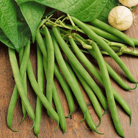 Provider Green Bean Seeds | Non GMO Heirloom Mosaic Virus Resistant Stringless String Beans ...