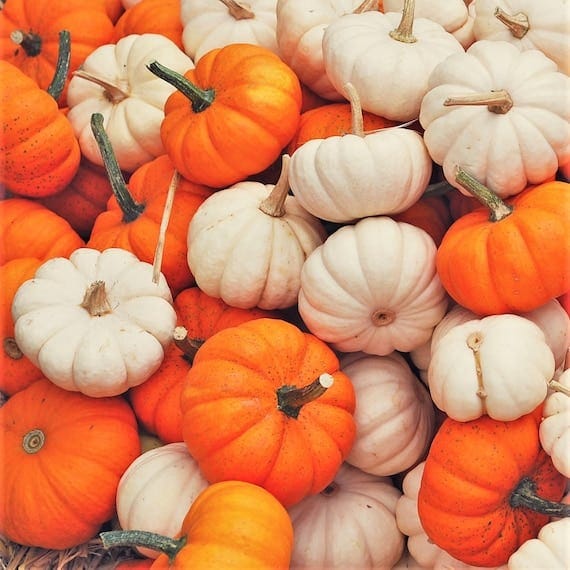 Mini Mix Pumpkin Seeds | by Chappy The Gardener | Medium
