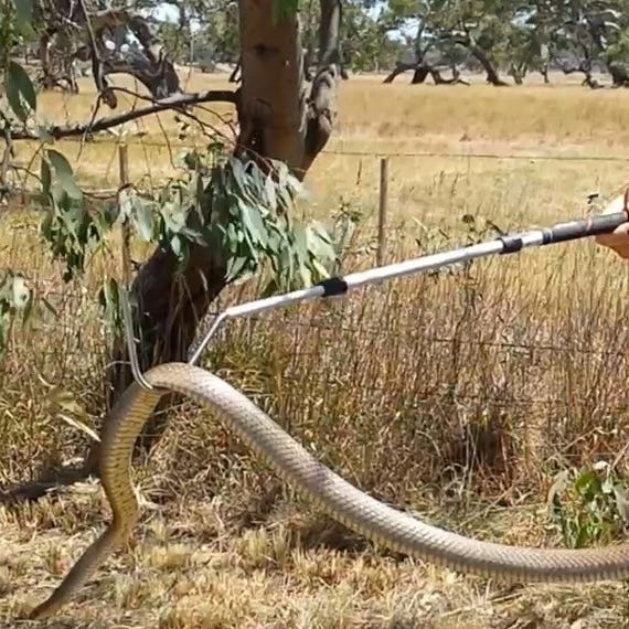 Recognising Singapore’s Snake Pest Control and Removal | by Proservpest ...