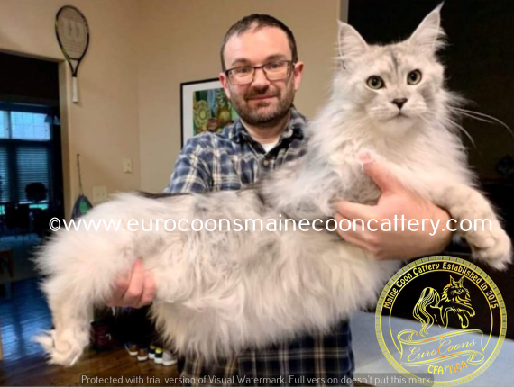 How to take care of the Maine coon kittens? | by EuroCoons Maine Coon ...