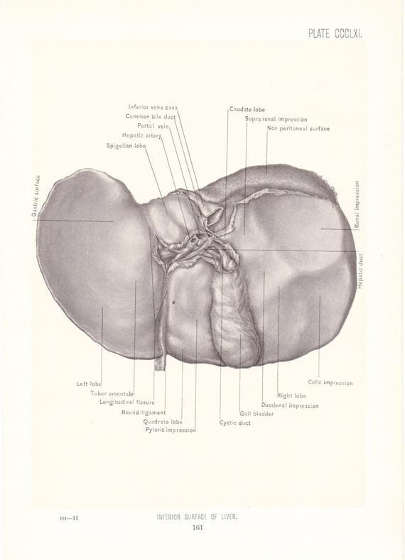 Where Resentment Rests: Decoding the Liver’s Emotional Burden | by Karen Covington | Change Your ...
