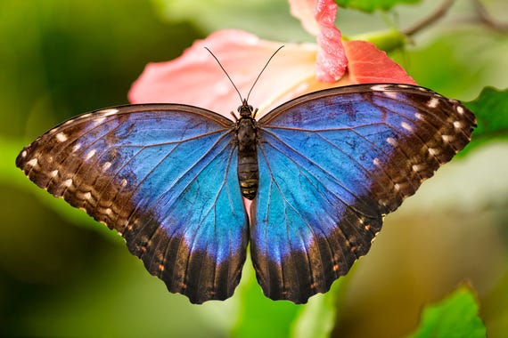 Marriage of Metaphors: Butterfly meets Firefly. | by Thomas Elikem ...