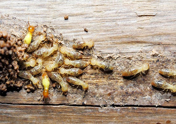 Unveiling Chennai’s Premier Pest Control Service: The Entomist ...