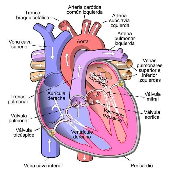 Cardiologia. La cardiología (del griego καρδία… | by Uliseshh | Medium