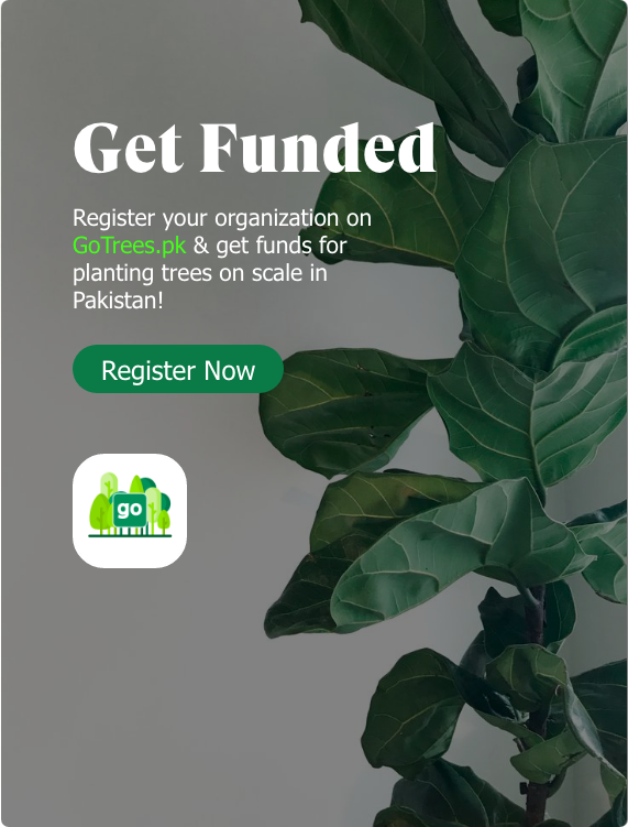 Join us now on http://GoTrees.pk #GoTrees #trees #green #pakistan #plants - GoTrees - Medium