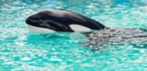Bjossa: an Orca’s eye view. This is a true story about my own… | by ...