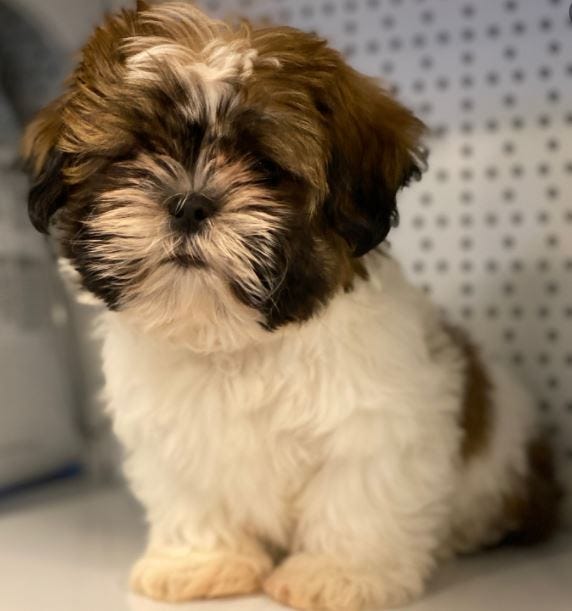 Shih Tzu Şitsu Irk Özellikleri. Shih Tzu Şitsu Irk Özellikleri | by ...