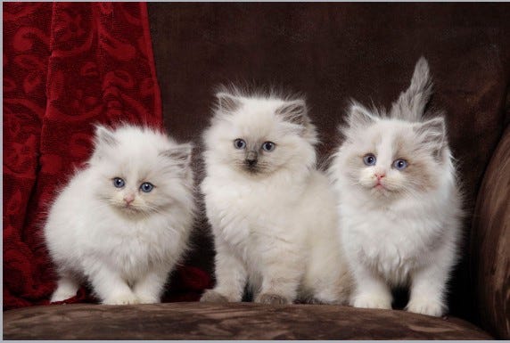 Playful Ragdoll Kittens — Available Now - Riponcoxm - Medium