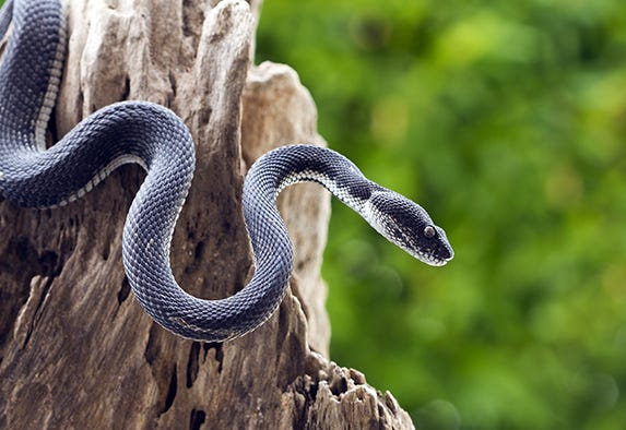 Snake Removal & Trapping services in Madison | AAAC Wildlife Removal ...