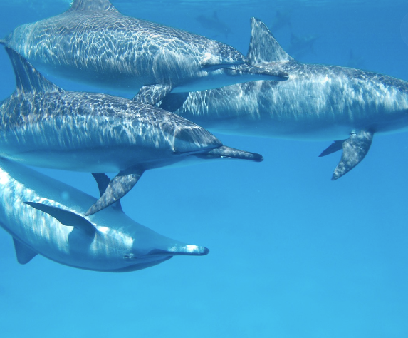 Animal mindsets and cultures. Have we humans underestimated or… | by ...