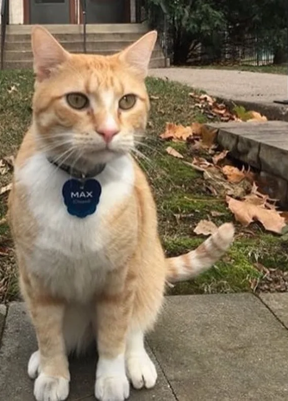 *Please do not let in the cat.*. Max wants to be in the Library. | by ...