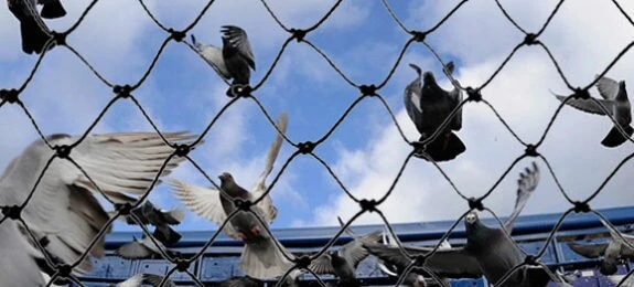 How Bird Management Services in Ahmedabad Can Protect Your Business ...