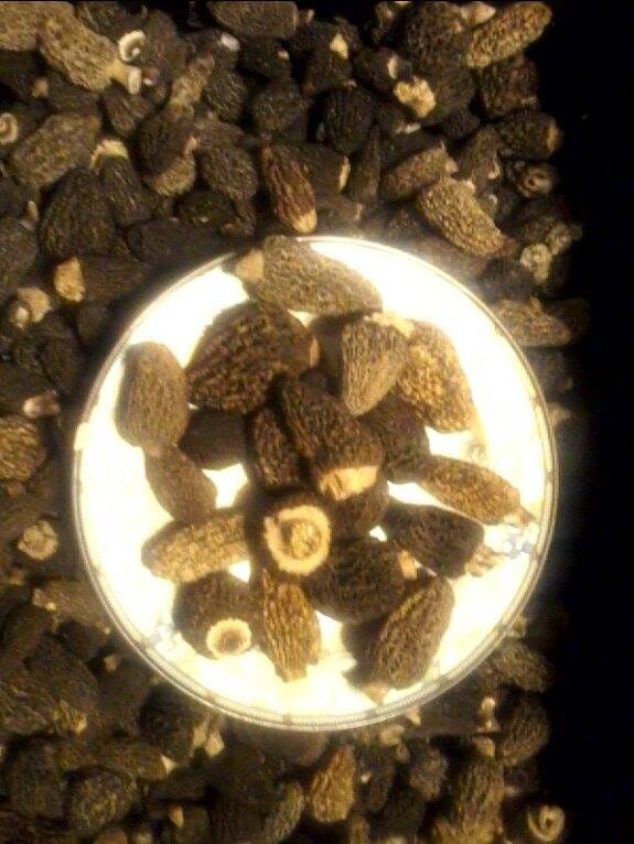 2016 — a Great Year for Morels in Alaska | by Daniel Lum | Medium