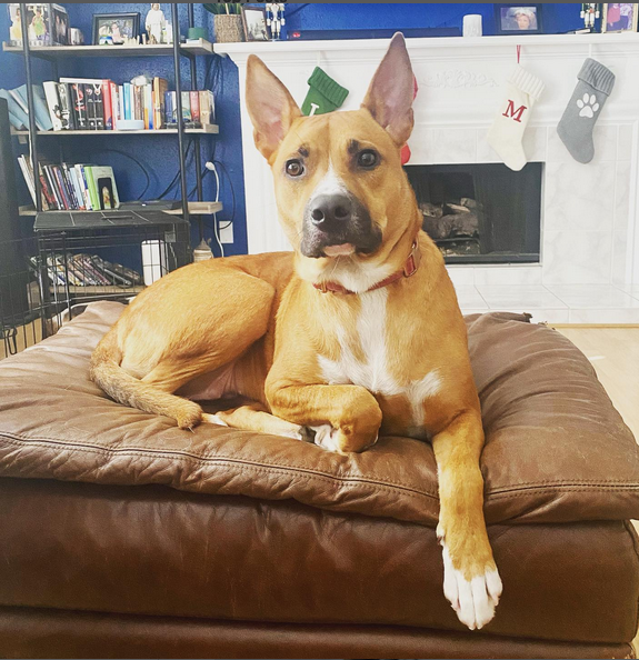 American Pitbull Terrier Mix With German Shepherd Flash Sales Www