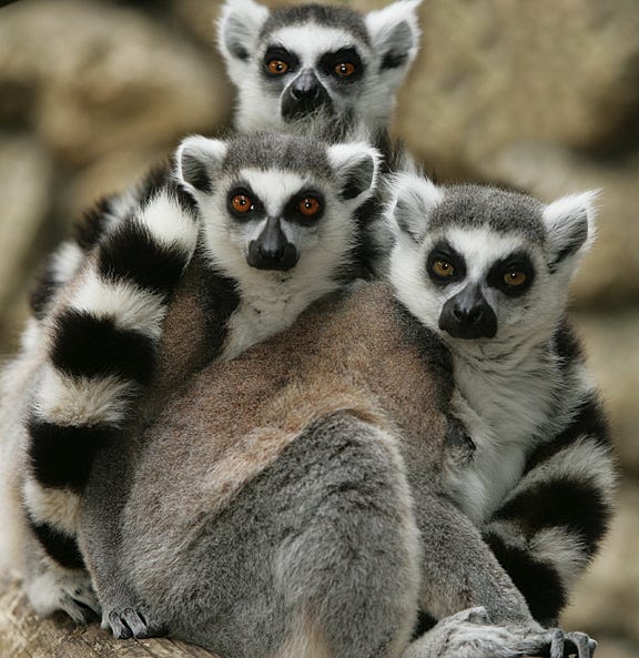 Animated Lemurs May Soon Be The Only Lemurs | by NYU Local | NYU Local