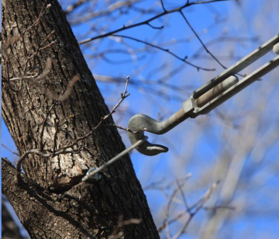 Ensuring Tree Safety: A Closer Look at Tree Cabling with Yanez Tree ... Ensuring Tree Safety: A Closer Look at Tree Cabling with Yanez Tree ...