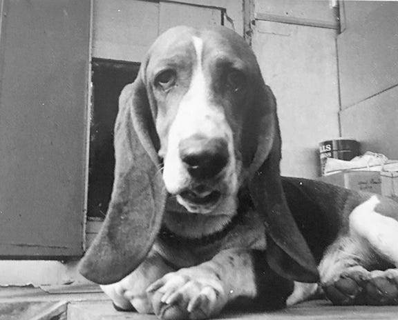 Holy Cow Basset Hound Adventure. Digging Through One Dog’s Imagination ...
