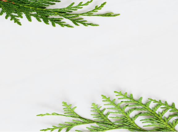 Virginian Arborvitae: A Classic Choice for Timeless Elegance | by Gracy ...