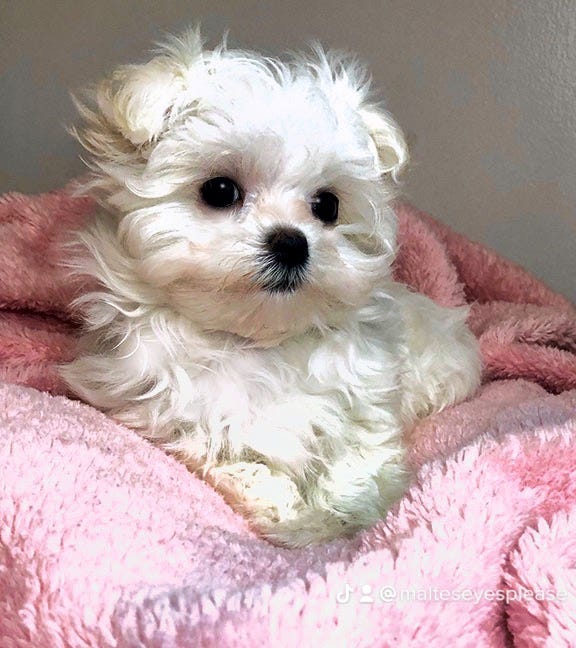 Turning Adversity Into A Purpose-Driven Journey | by Jean Shankles • Content Creator ...