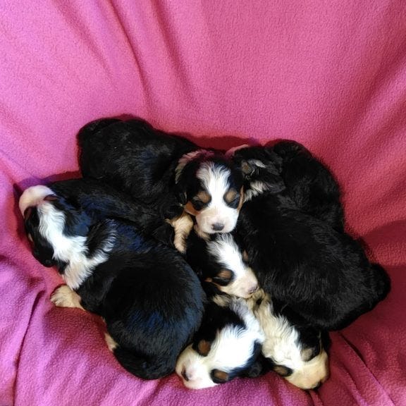Mini Bernedoodle Puppies For Sale Michigan | Michiana Bernedoodles ...