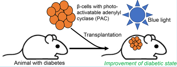 A New Therapy for the Treatment of Diabetic Patients with Optogenetic ...