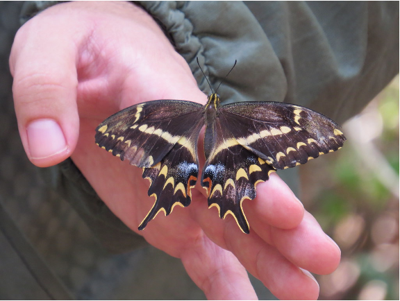 After the Storm: A (Swallow)Tale of Resilience | by Daniel Karp | Student Conservation Corner ...