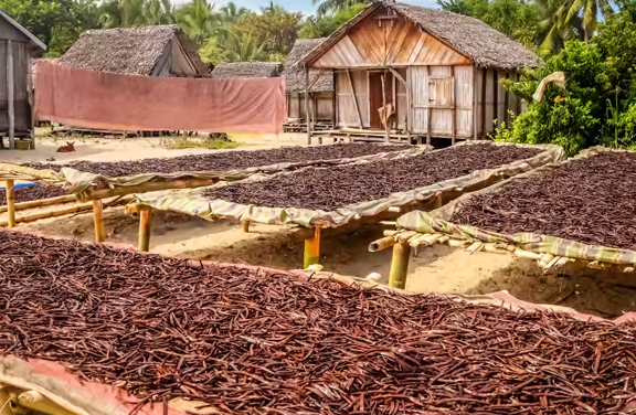 Australian vanilla Australia - Bocecev - Medium
