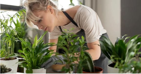 Indoor plants as mood enhancers. There are numerous studies that show ...