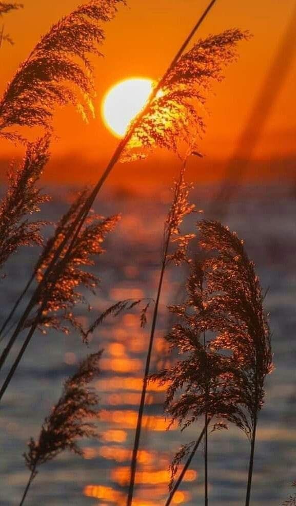 _Sunshine in Every Day: Cultivating Happiness_ | by Muhammad Akhtar ...