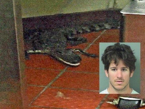 Man Arrested After Throwing Alligator Into Wendy’s Drive-Thru Window ...