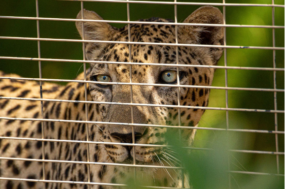 Looking Towards A Safer, Conservation-Minded Approach Towards Large ...