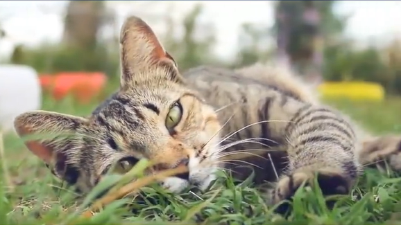 Exploring the Charm of Civet Cats: A Unique Choice for Pet Lovers | by ...