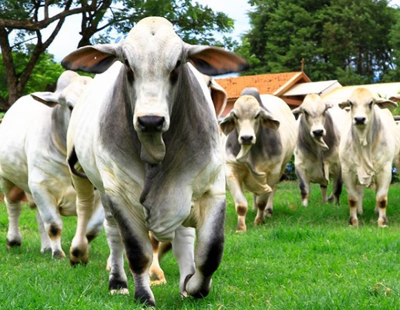 Brahman comemora 25 anos de Brasil com carne certificada | by Fábio ...