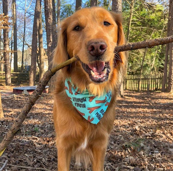 Dog Becomes “Branch Manager” after Carrying Large Sticks on Every Walk ...