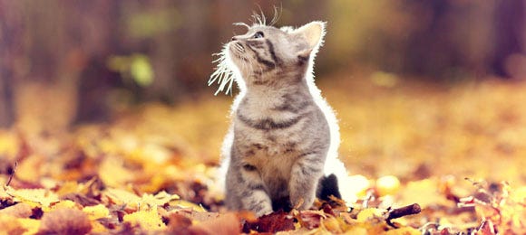 ANIMAL TESTING. Humane Scientific Advancements to be… | by Ruben ...