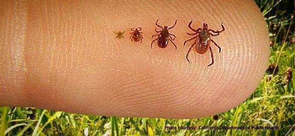 Ticks, Damn Ticks. Its expected to be a tick epidemic this… | by Dave ...