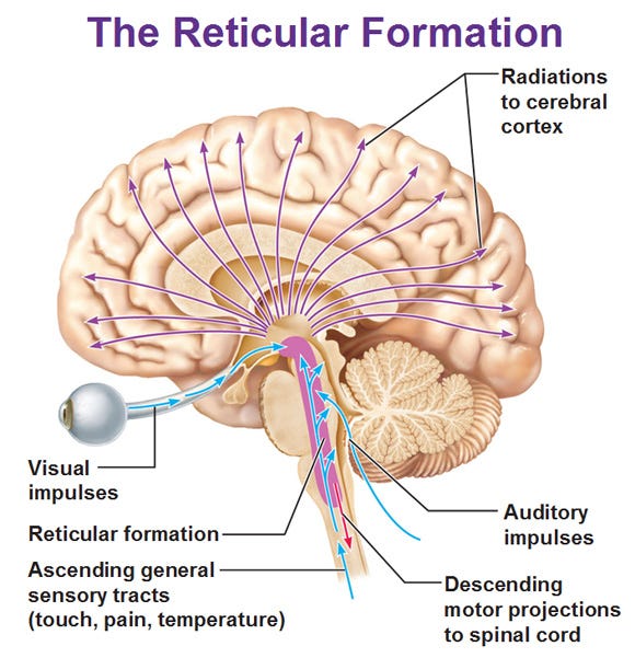 The Brainstem (Midbrain) - Dr. Geet - Medium