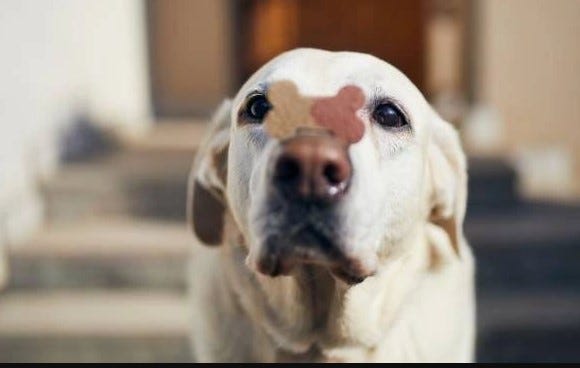 Bluewater Vet Acupuncture: Healing Animals with Holistic Care | by Evan ...