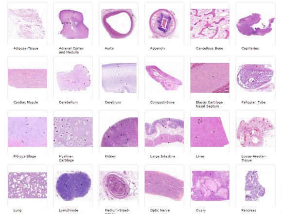 Best Digital pathology solutions in Delhi NCR India. | by The imagine ...