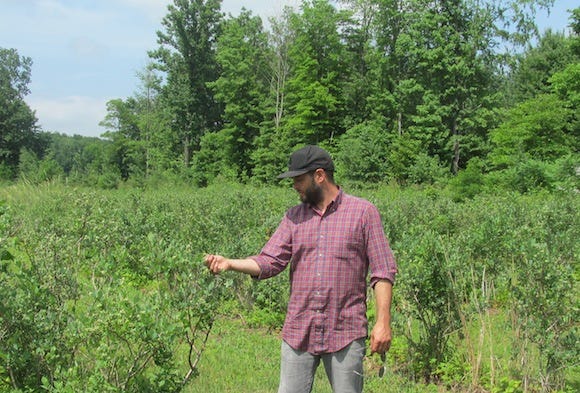 Can Joe’s Blues change the way small farms operate? | by Issue Media ...