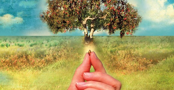 People are bad at looking at seeds and guessing what size tree will ...