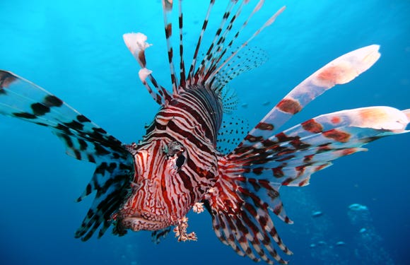 Venomous Lionfish invade florida’s coral reefs! | by Daniel Pino | Medium